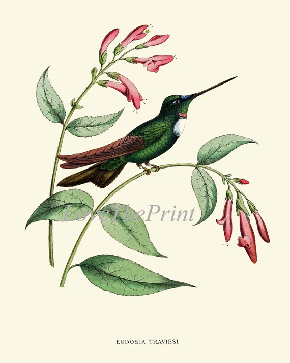 Wall Hangings Botanical Garden Illustration Hummingbird Print Antique ...