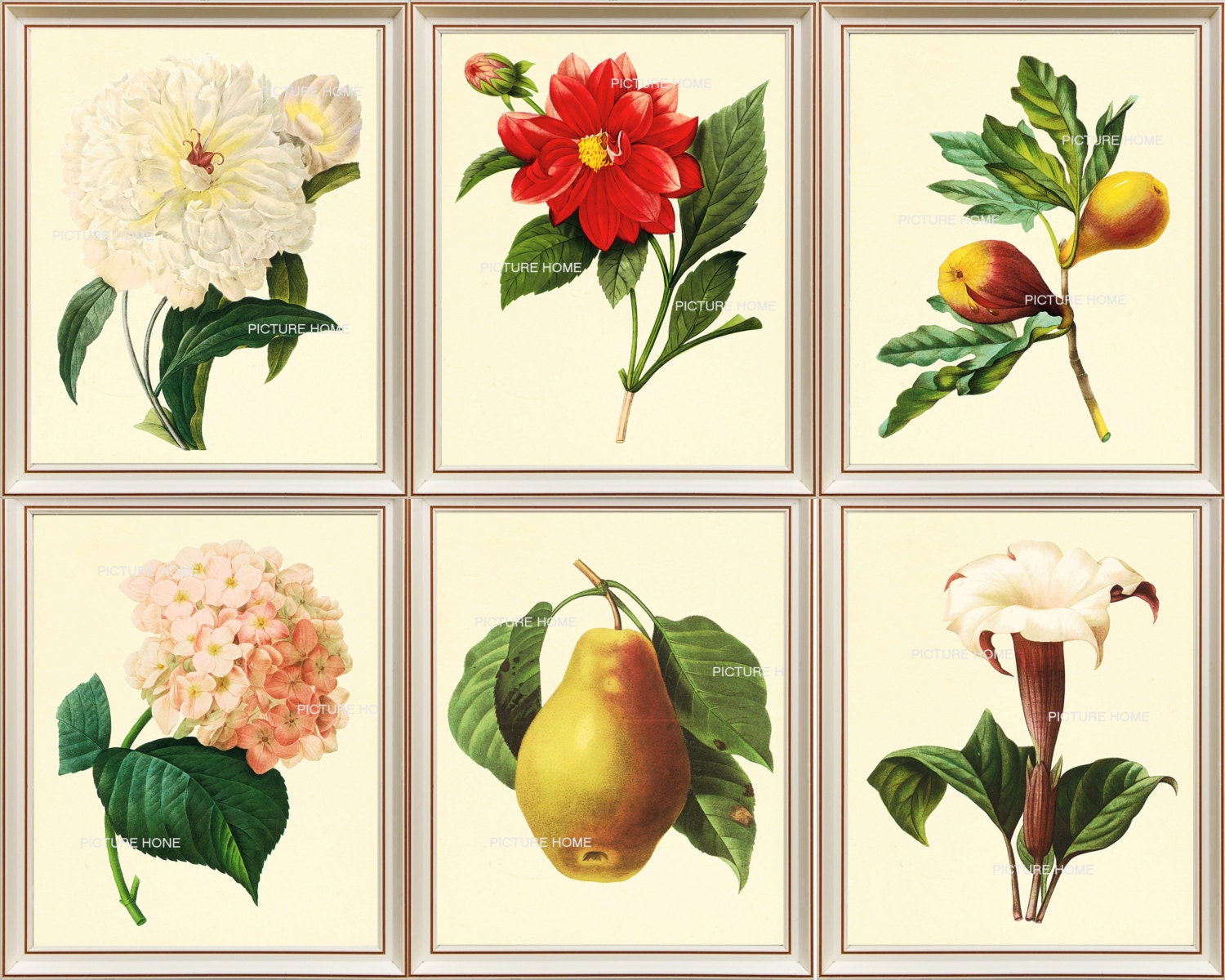 Yellow Crocus Botanical Print 31 Beautiful 8X10 Antique Redoute Art ...