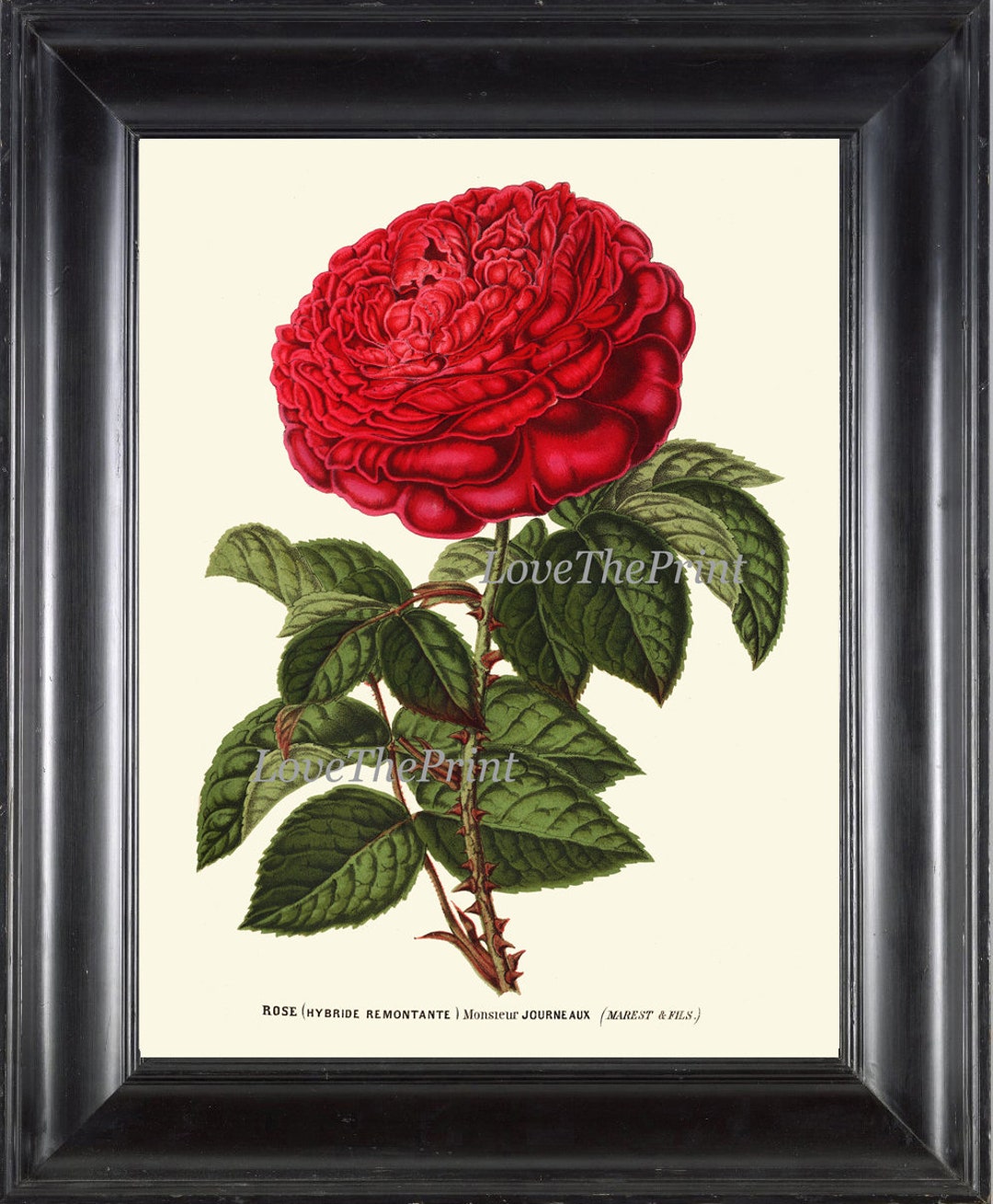 FRENCH ROSE Botanical Art Print H495 Beautiful Antique Red Flower ...