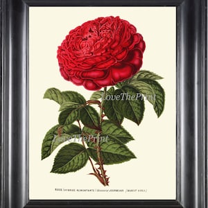 FRENCH ROSE Botanical Art Print H495 Beautiful Antique Red Flower ...