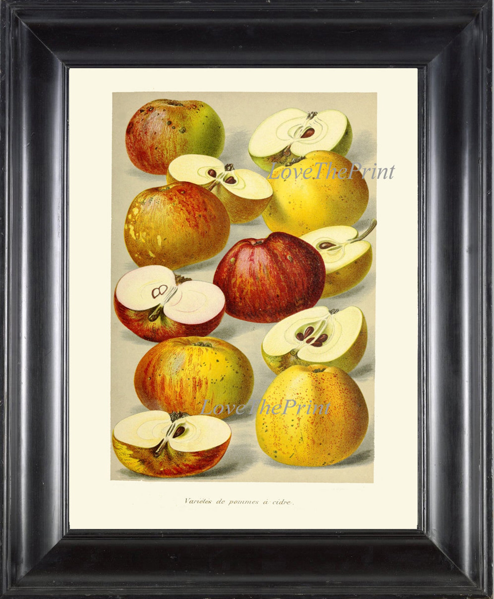 Apple Print IH801 Beautiful Antique Botanical Fruit Fall Thanksgiving ...