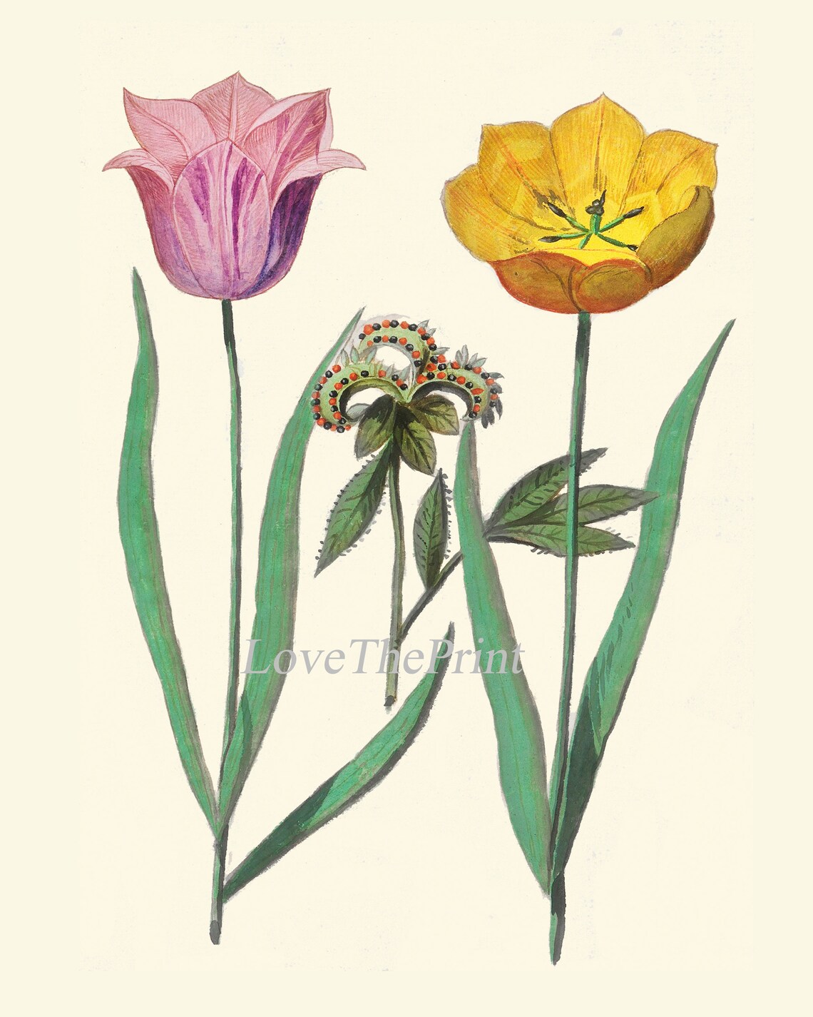 Tulip Botanical Wall Art Print Set of 12 Beautiful Antique - Etsy