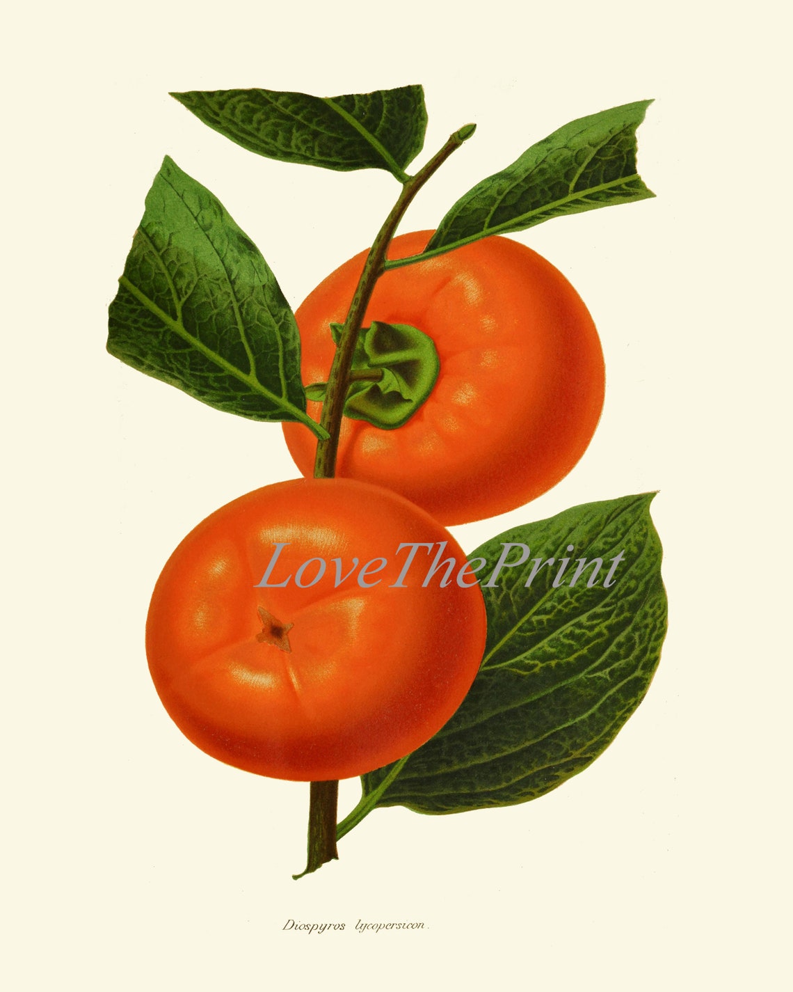 Persimmon Botanical Print IH935 Wall Art Beautiful Antique | Etsy