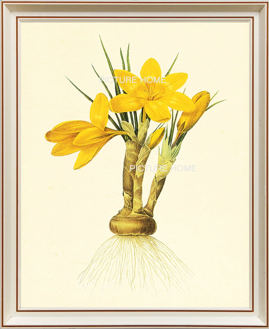 Yellow Crocus Botanical Print 31 Beautiful 8X10 Antique Redoute Art ...