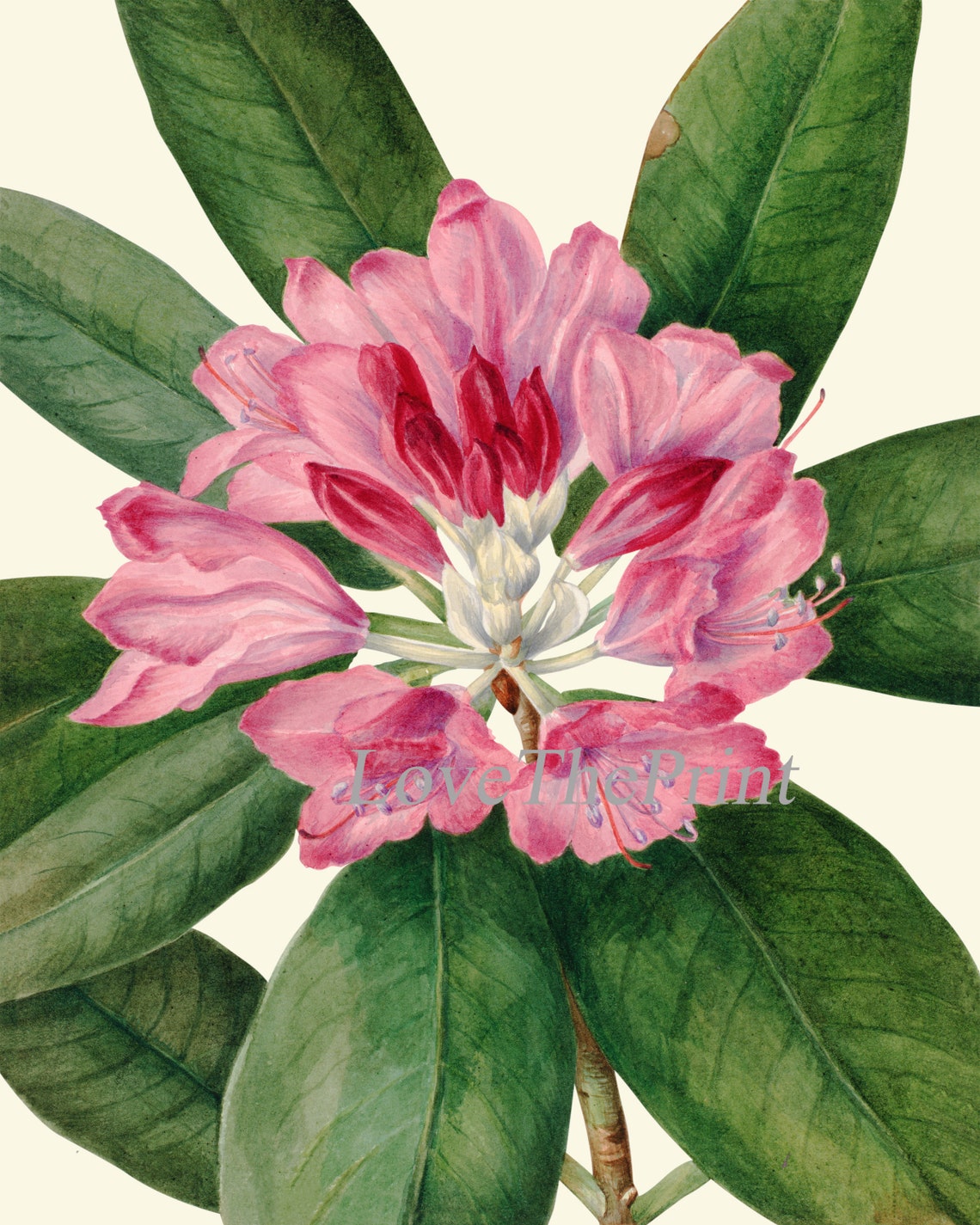 Pink Rhododendron Print Botanical Wall Art MVW19 Beautiful - Etsy