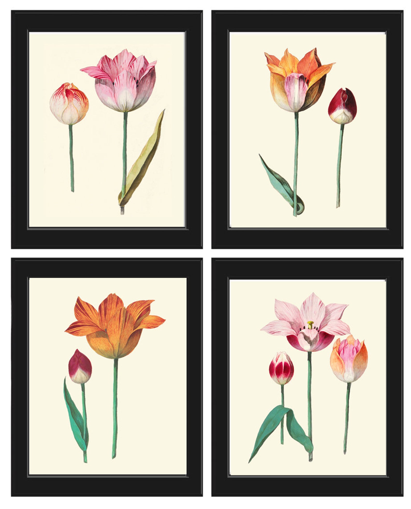 Tulip Botanical Prints Set of 4 Beautiful Antique Pink White - Etsy