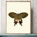 BUTTERFLY PRINT 8X10 Beautiful Art Print 10 Antique 1734 Butterflies ...