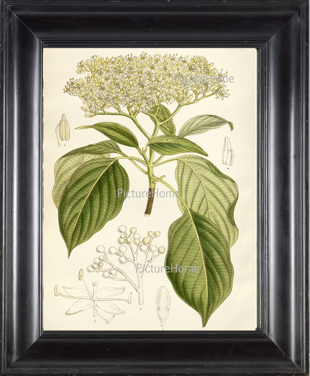 Botanical Art Print Dogwood Tree Plant B14 Beautiful White Green ...