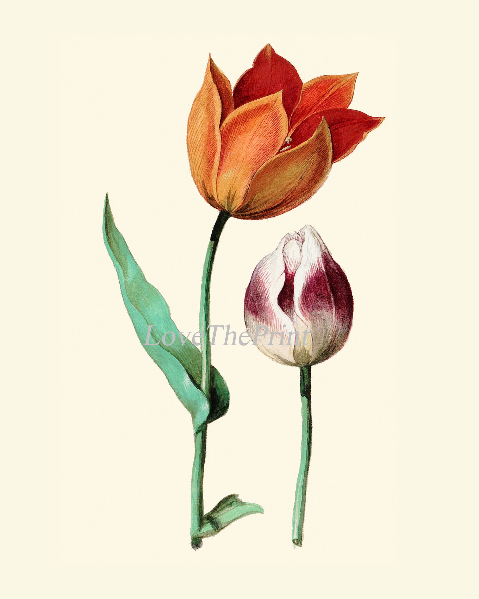 Tulip Botanical Wall Art Print Set of 12 Beautiful Antique | Etsy