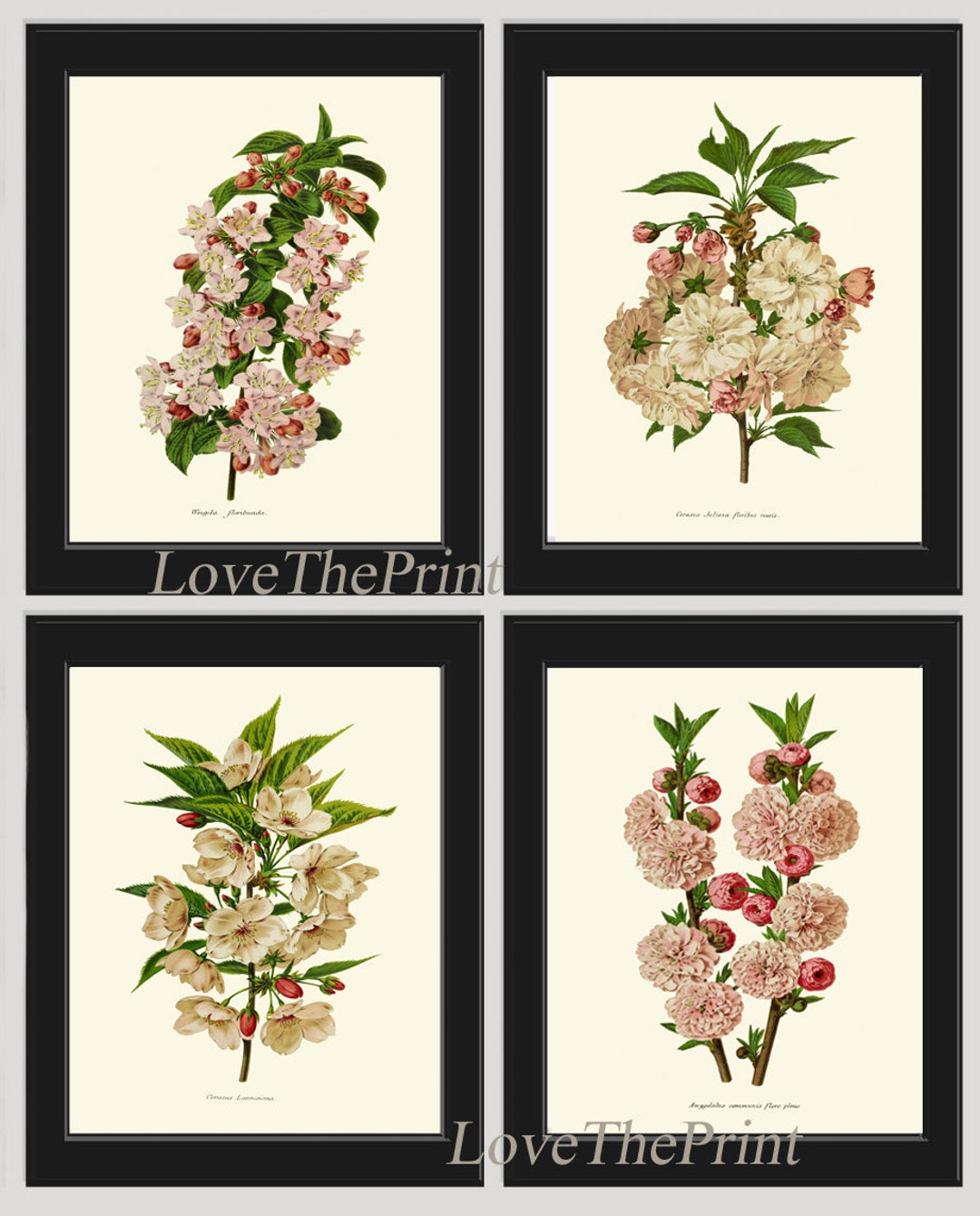 Blooming Cherry Tree and Almond Prints Set of 4 Beautiful Antique White ...