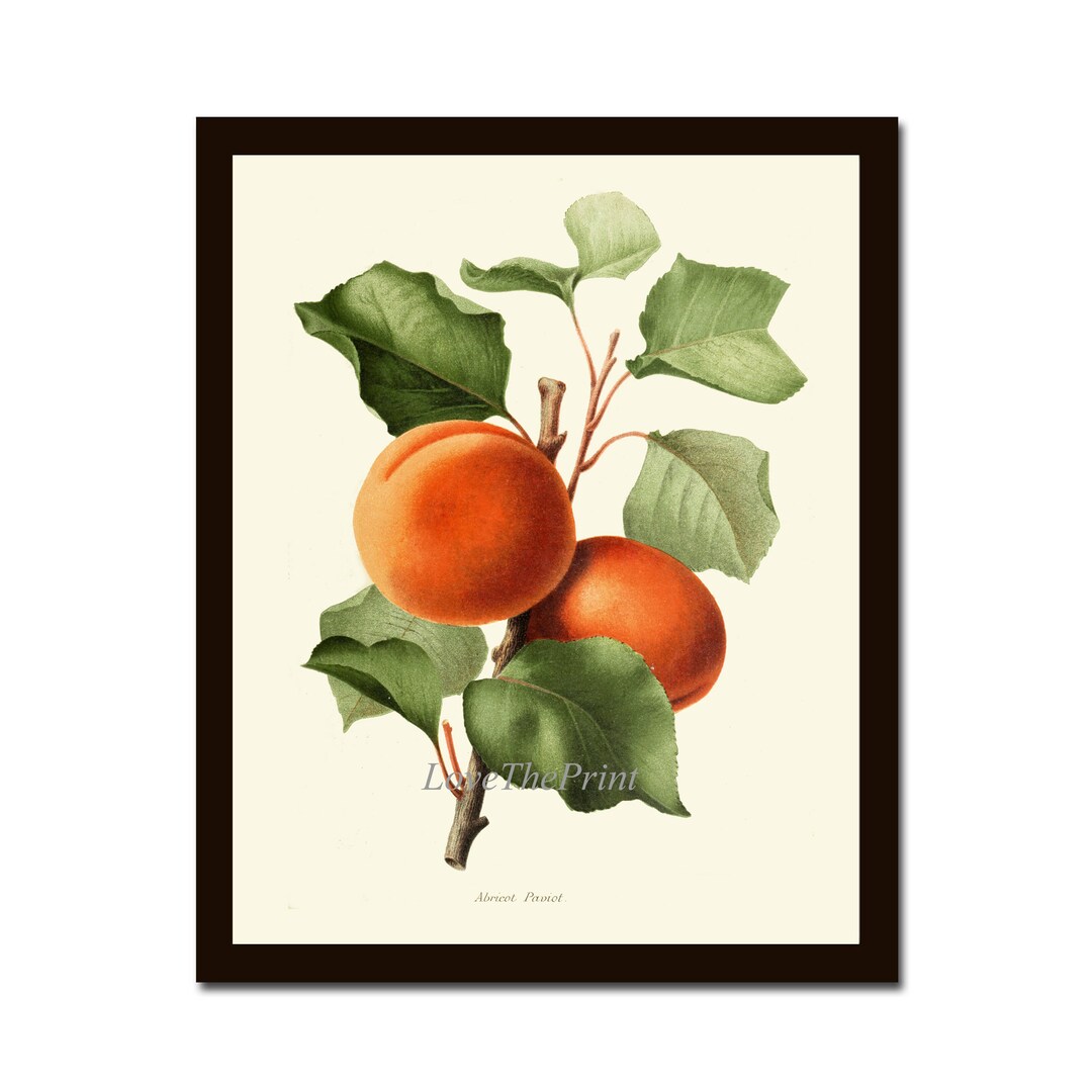 Apricot Fruit Botanical Print IH767 Beautiful Antique Orange Apricots ...