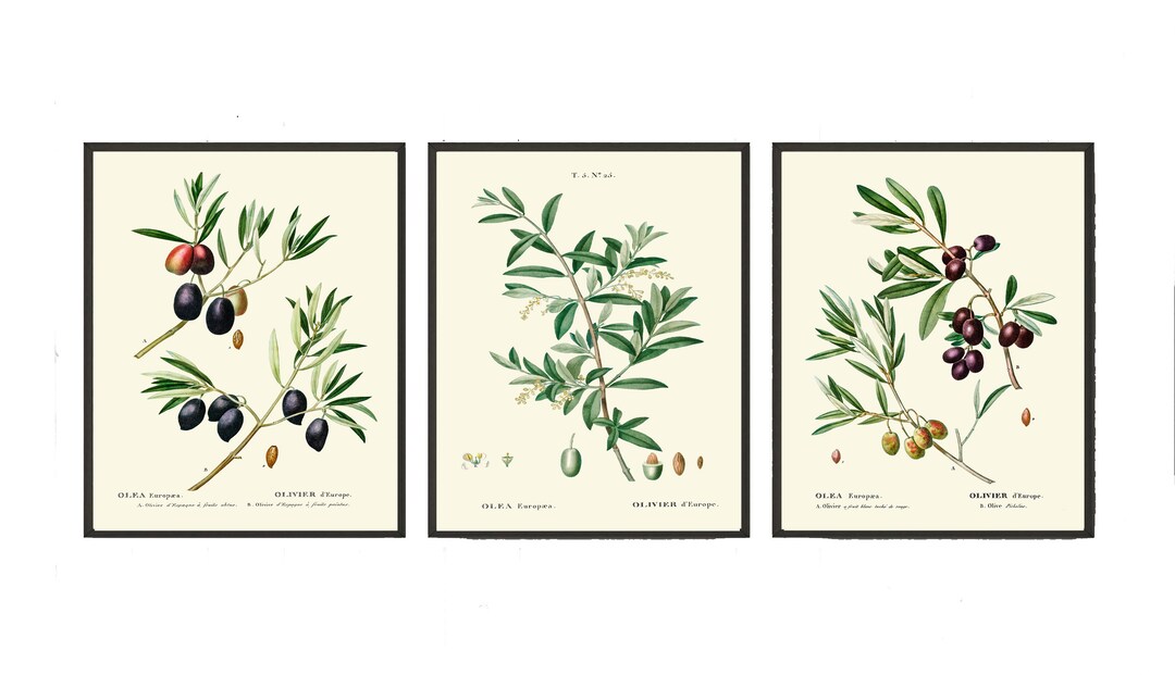Olives Print Set of 3 Prints Kitchen Dining Room Wall Art - Etsy
