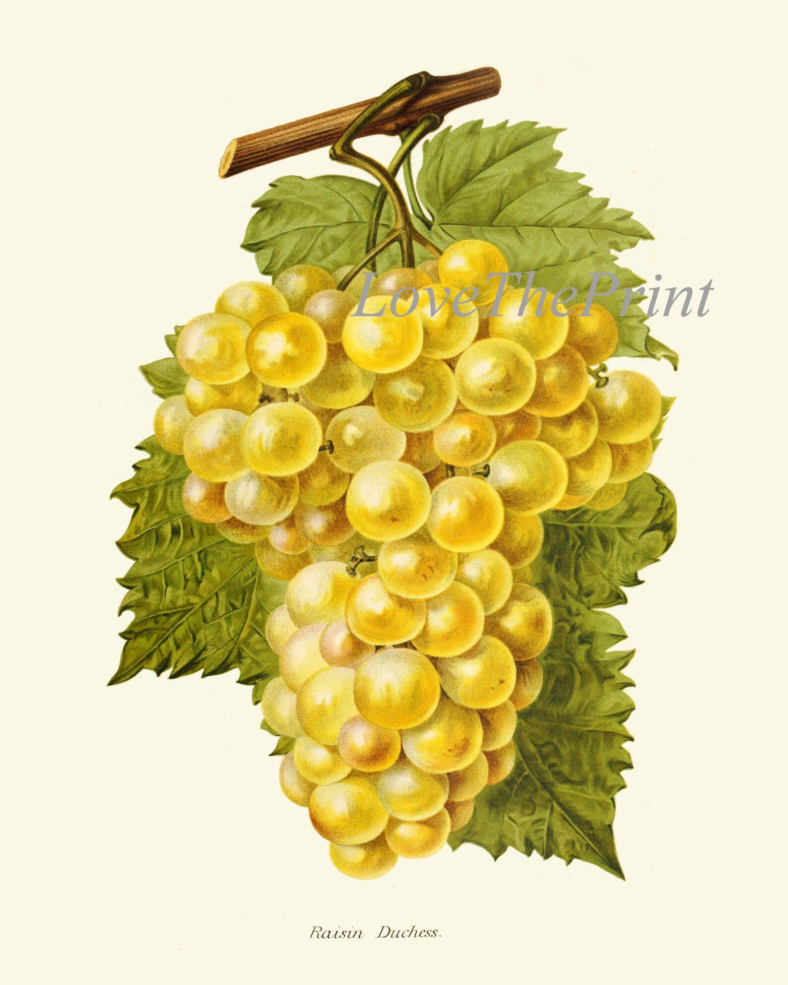 Grape Botanical Print IH836 Beautiful Antique Vintage Large | Etsy