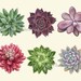 Succulents Botanical Wall Art Print Set of 2 Prints Beautiful Tropical ...