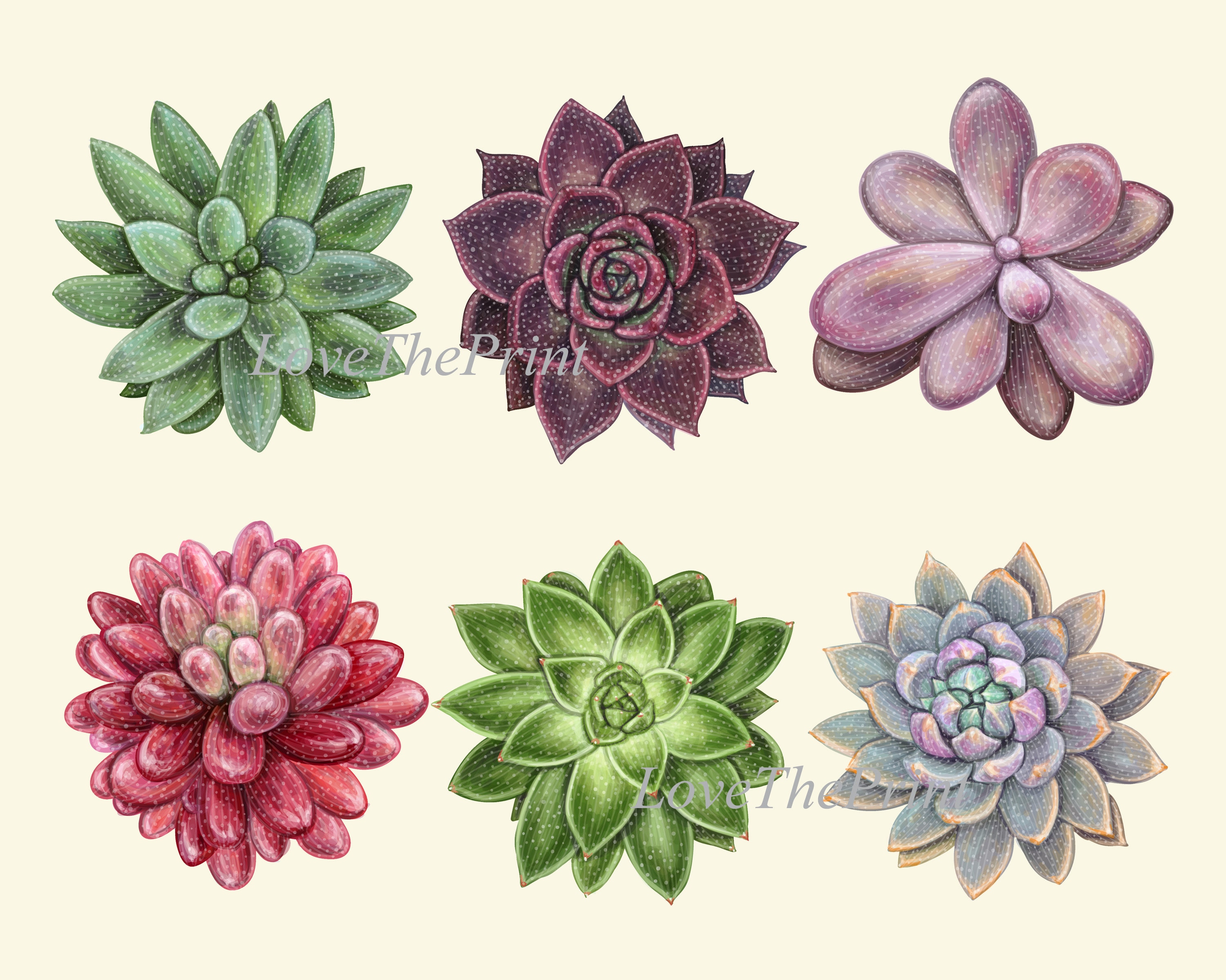 Succulents Botanical Wall Art Print Set of 2 Prints Beautiful | Etsy
