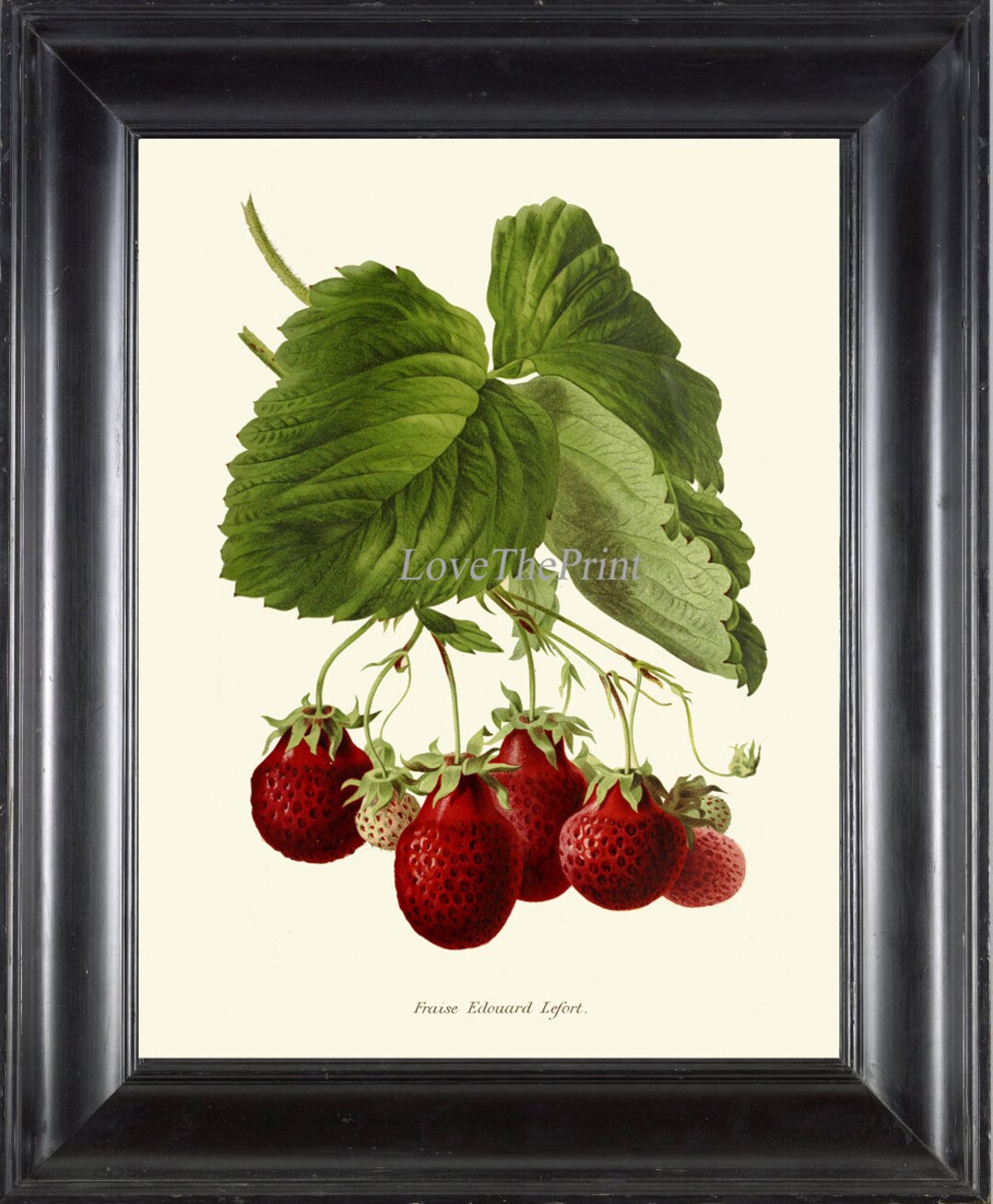Botanical Print IH859 Beautiful Antique Vintage Strawberry Strawberries ...