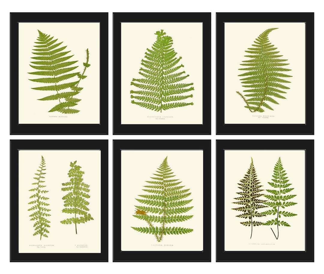 Fern Botanical Wall Art Print Set of 6 Beautiful Forest Nature Vintage ...