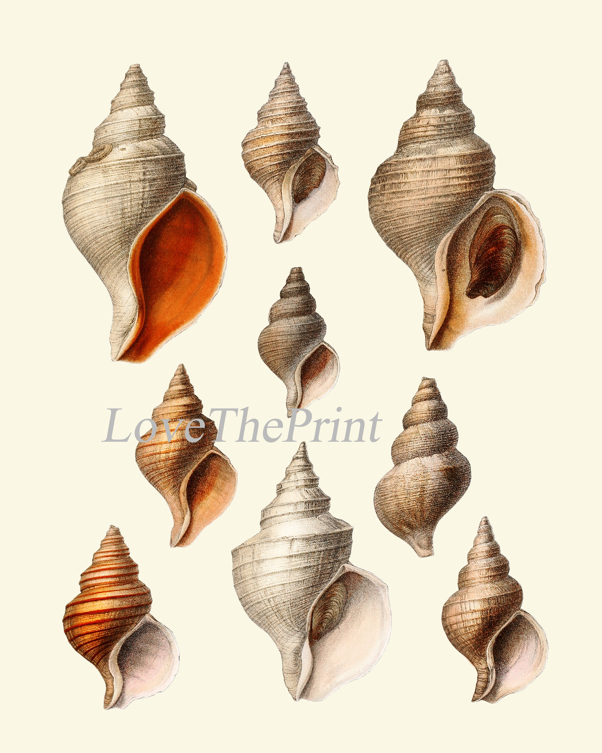 Shells Starfish Print Set of 6 Prints Beautiful Antique | Etsy