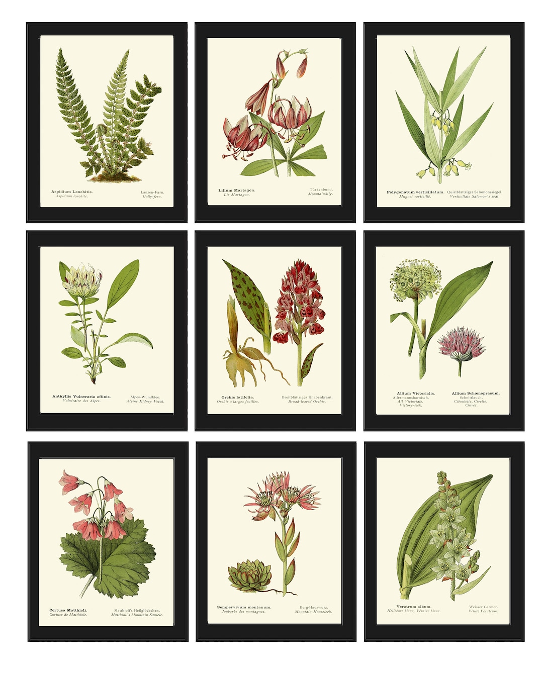 Botanical Wall Art Prints Set of 9 Beautiful Antique Illustration Green ...