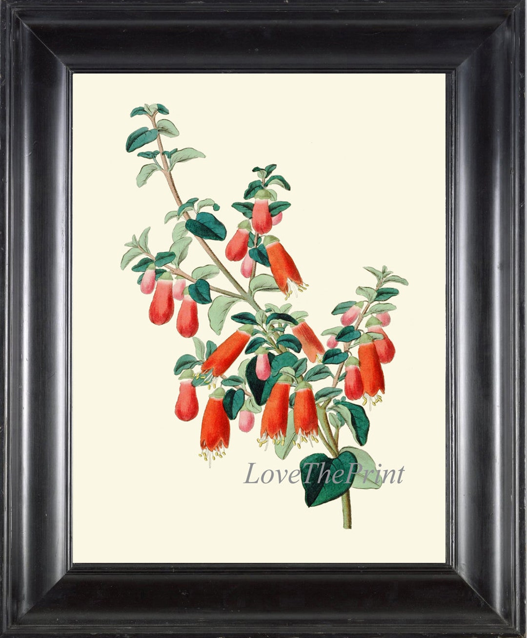 Correa Dusky Bells Botanical Print ED46 Beautiful Antique Red ...