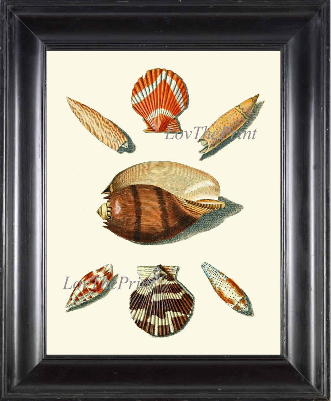 Seashell Print KN33 Wall Art Beautiful Antique Sea Ocean Shell Nautical ...