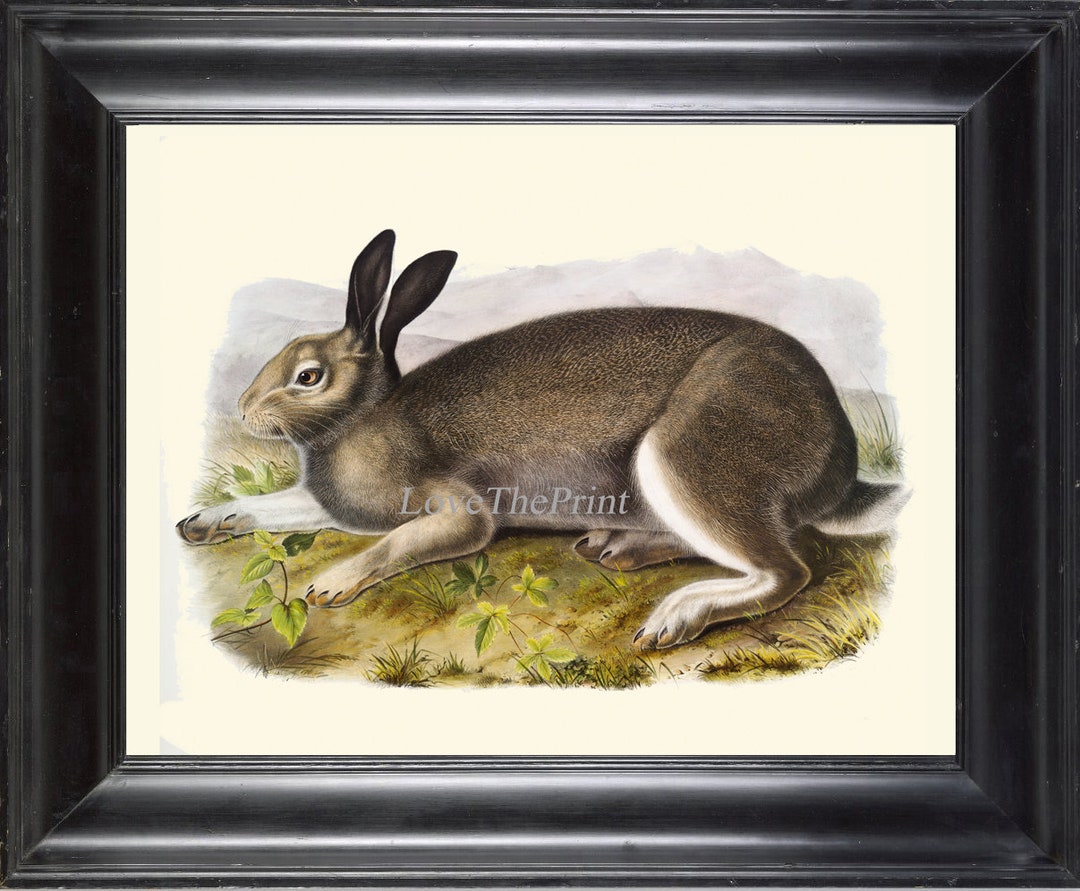 Rabbit Print Wall Art Print JWA1 Beautiful Antique Large Cute Gray ...