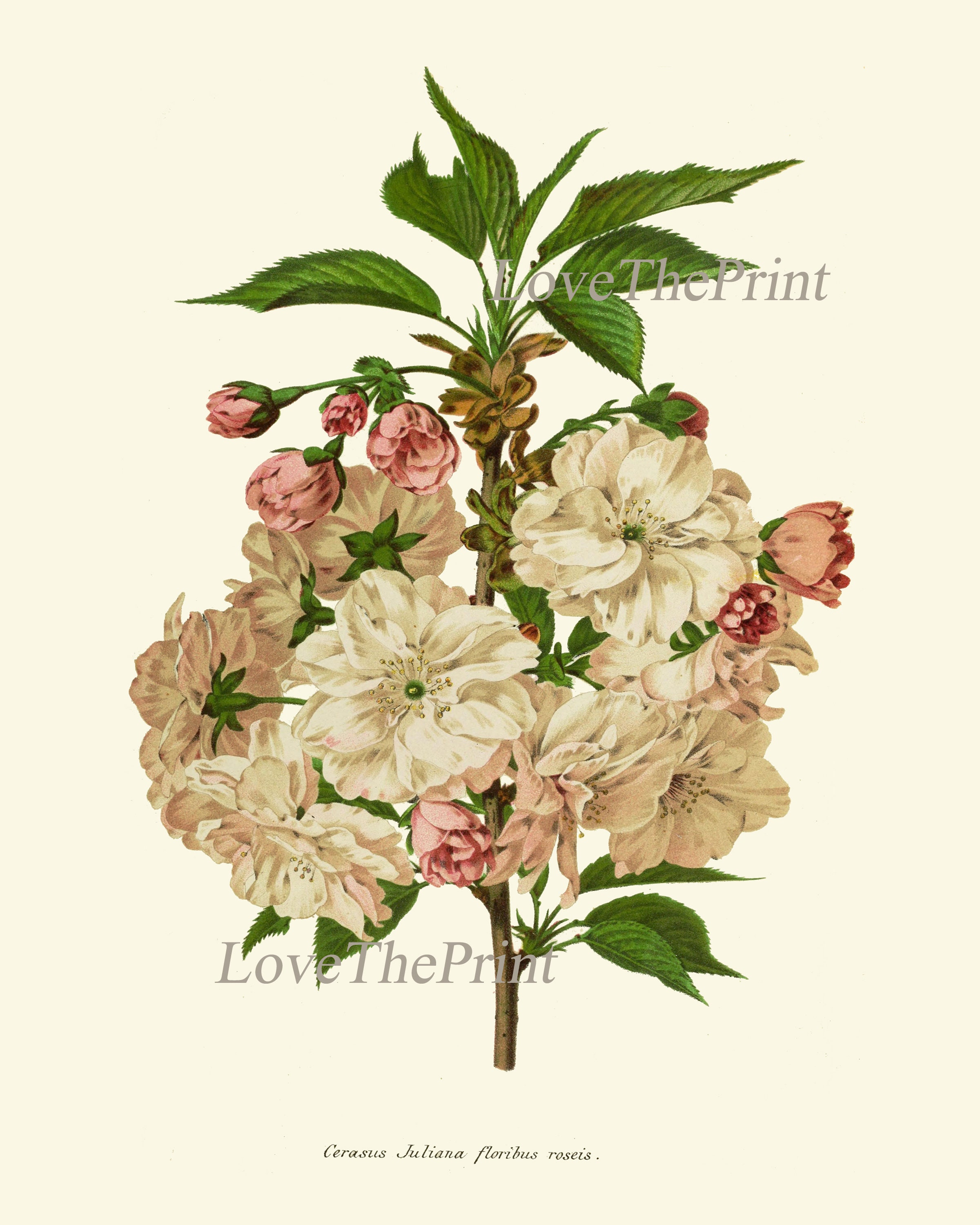 Blooming Cherry Tree and Almond Prints Set of 4 Beautiful | Etsy