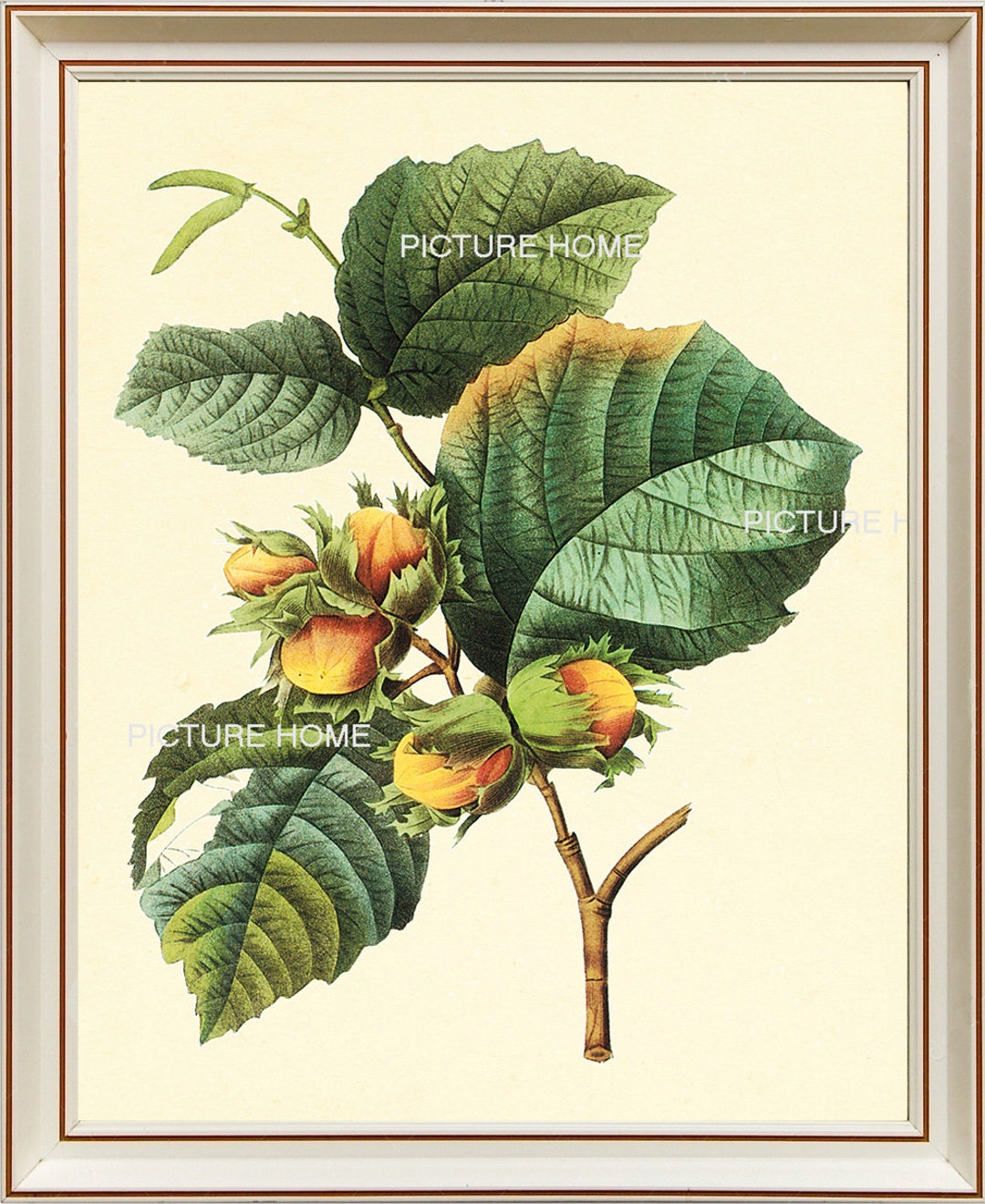 Hazelnut Botanical Print 42 Beautiful 8X10 Antique Redoute Art Room ...