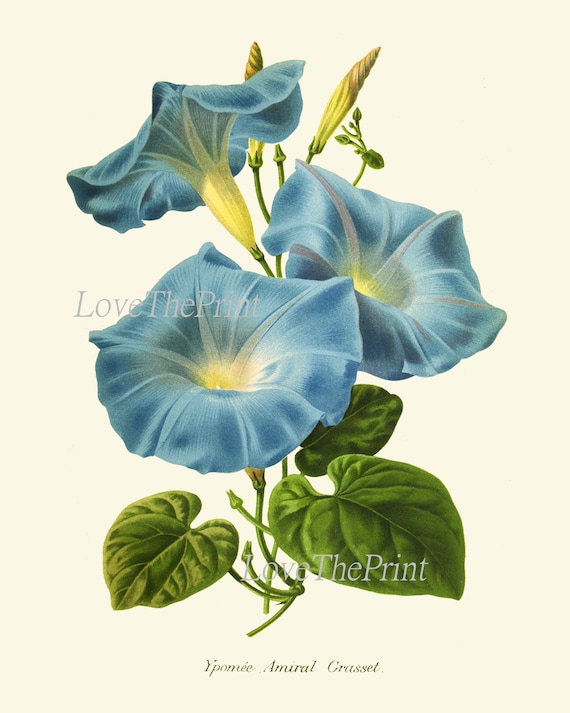Blue Moon Flower