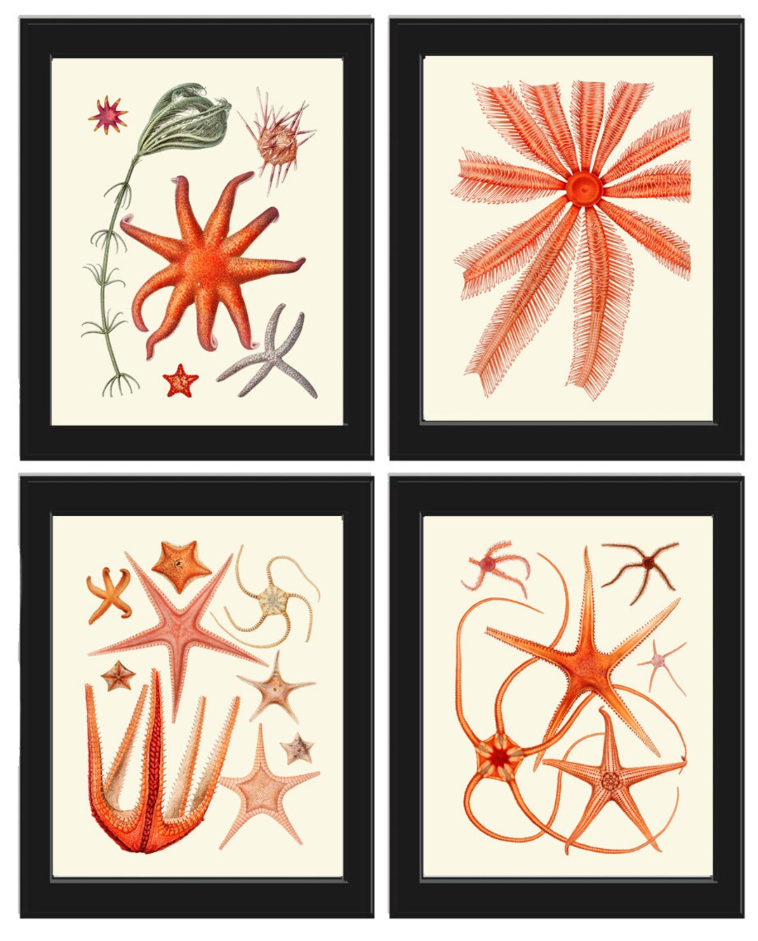 Starfish Prints Set of 4 Beautiful Antique Red Sea Stars - Etsy