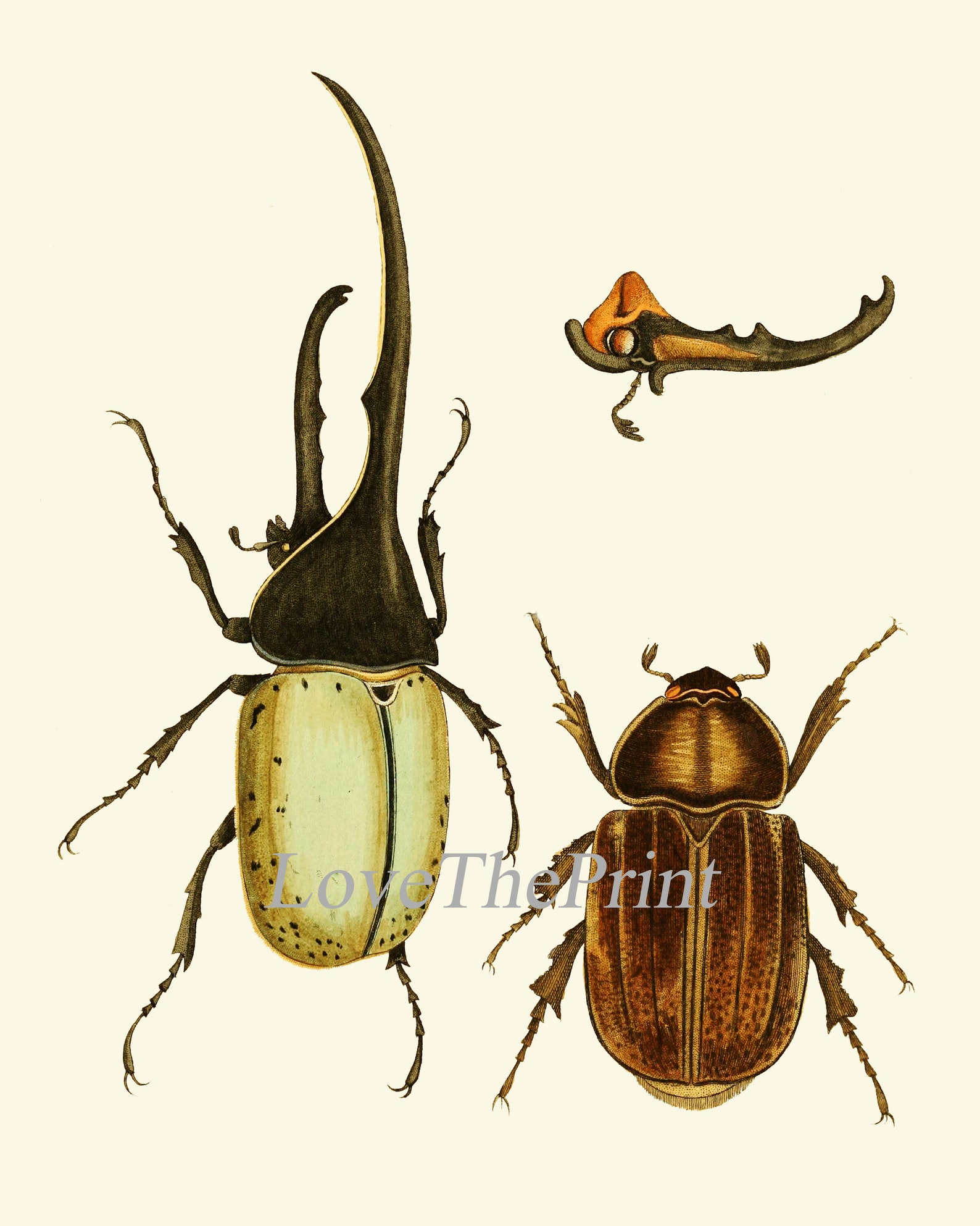 Beetle Wall Art Print Set of 6 Prints Beautiful Antique - Etsy