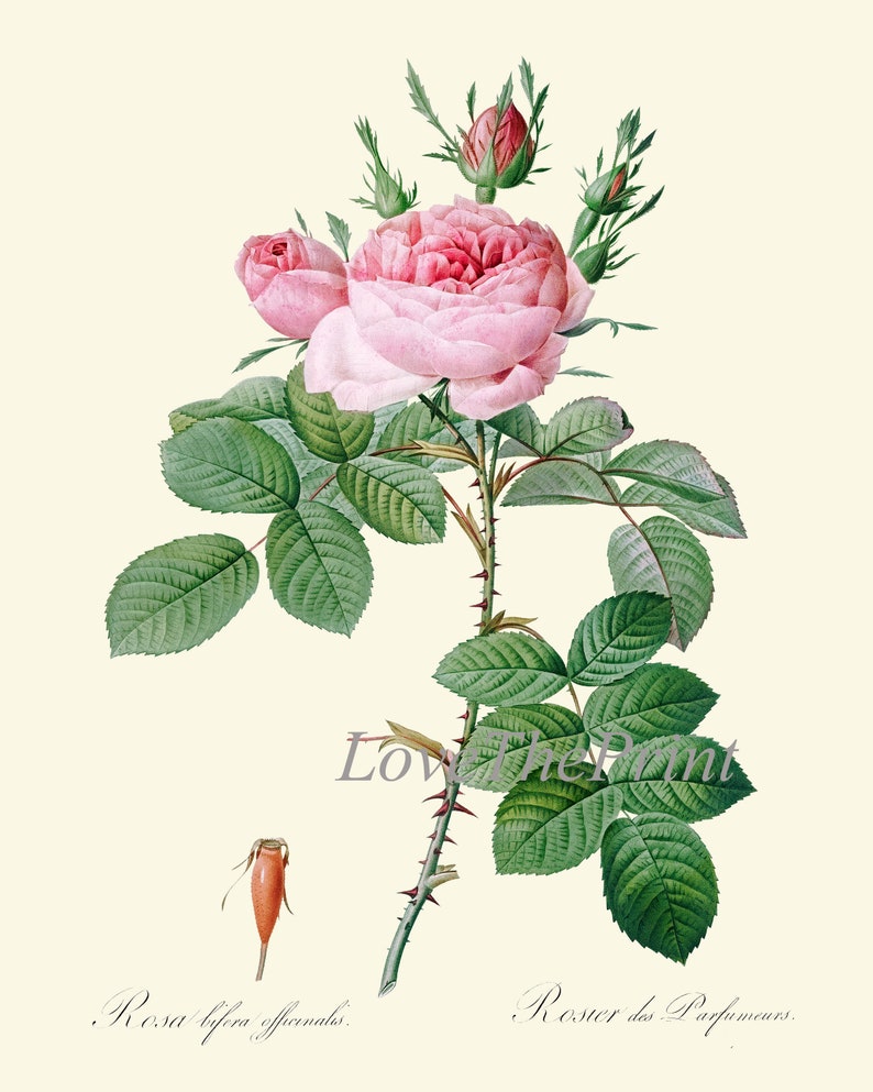 Pink Rose Botanical Wall Art Print LRR9 Beautiful Antique French Garden ...