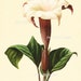 Trumpet Flower Botanical Print 73 Beautiful 8X10 Antique Redoute Art ...