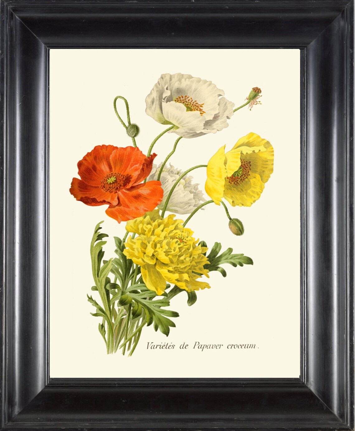 Botanical Print IH858 Beautiful Antique Poppy Poppies White - Etsy
