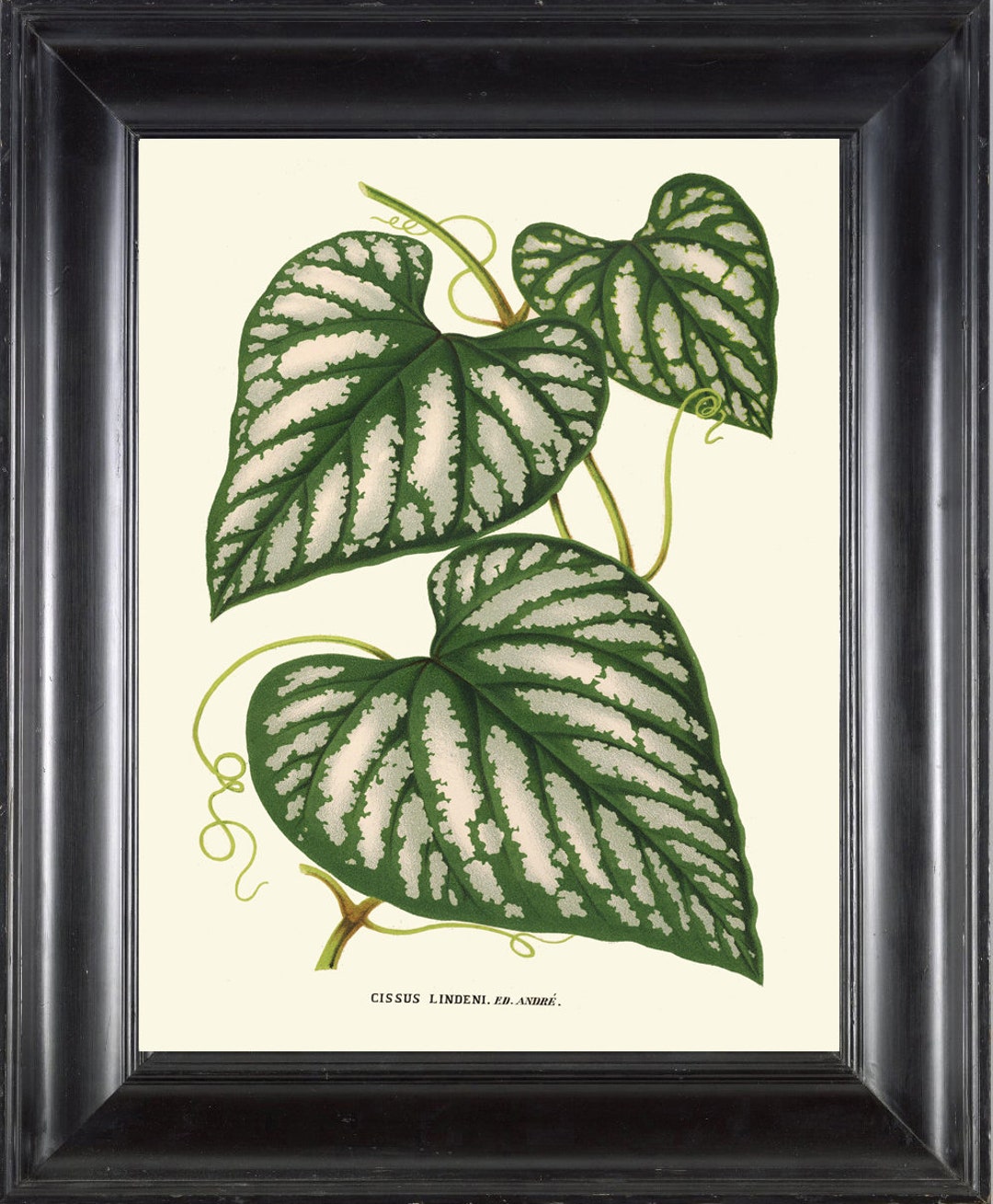 Veld Grape, Devil's Backbone, Adamant Creeper Botanical Art Print H531 ...