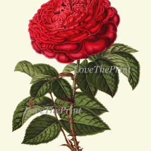 FRENCH ROSE Botanical Art Print H495 Beautiful Antique Red Flower ...