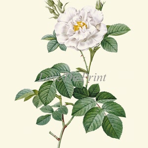 White Rose Flower Botanical Wall Art Print LRR7 Beautiful Antique ...