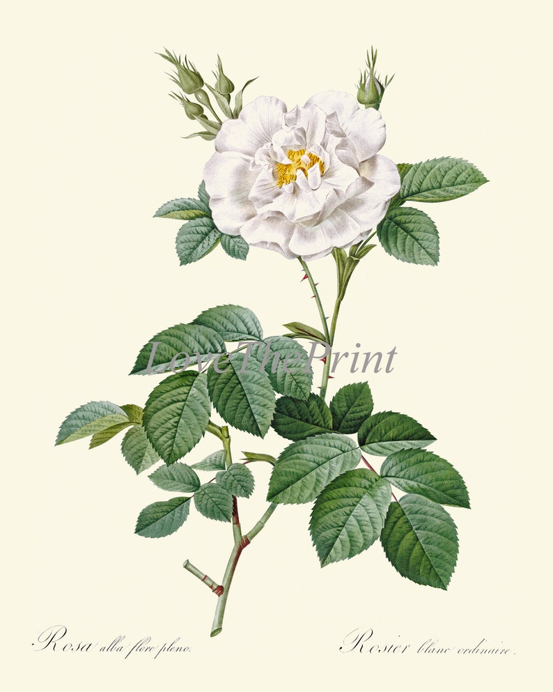 White Rose Flower Botanical Wall Art Print LRR7 Beautiful Antique ...