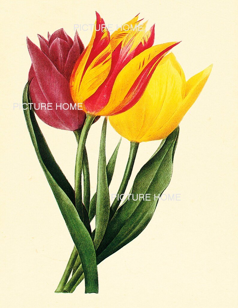 Tulip Botanical Print 180 Beautiful 8X10 Antique Redoute Art - Etsy