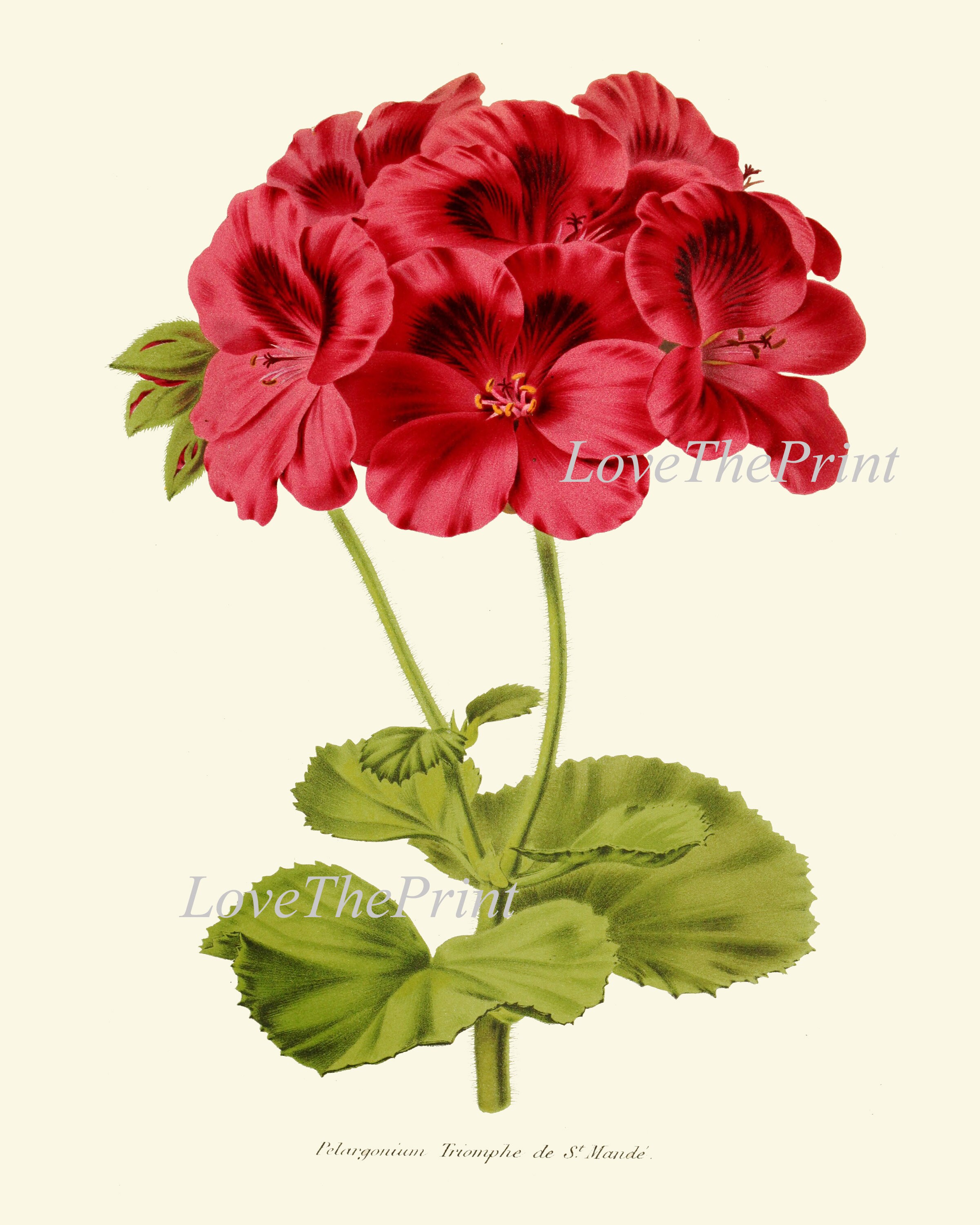 Geranium Red Flowers Botanical Wall Art Print Set of 2 Prints | Etsy