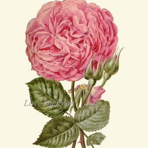 Pink Rose Botanical Wall Art Print IH777 Beautiful Antique Flower ...