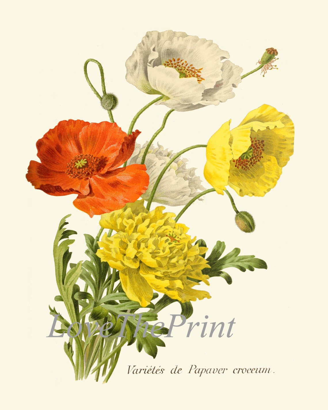 Botanical Print IH858 Beautiful Antique Poppy Poppies White Yellow ...