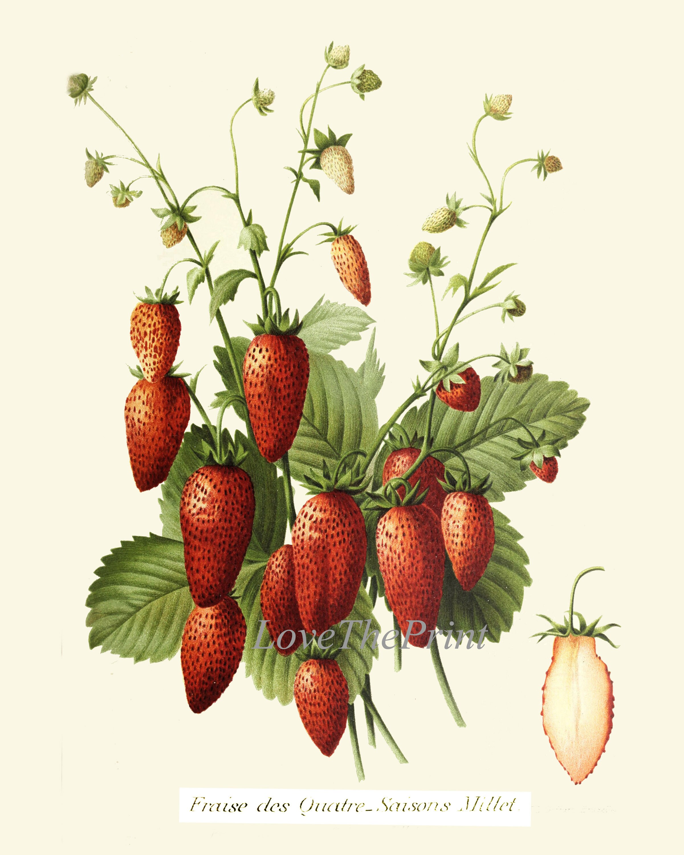 Strawberry Botanical Print IH721 Beautiful Antique - Etsy
