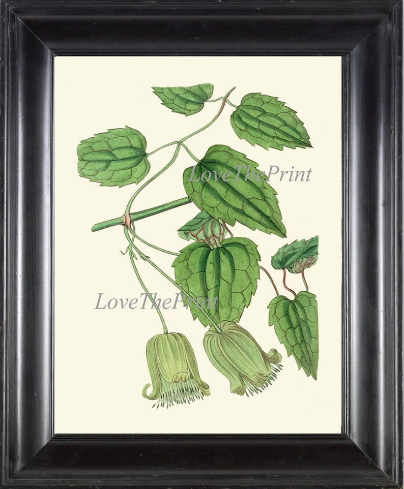Botanical Print Wall Art ED49 Beautiful Antique Green Flowered | Etsy