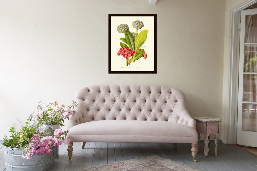 Primula Primrose Botanical Print IH928 Beautiful Antique Pink Green ...