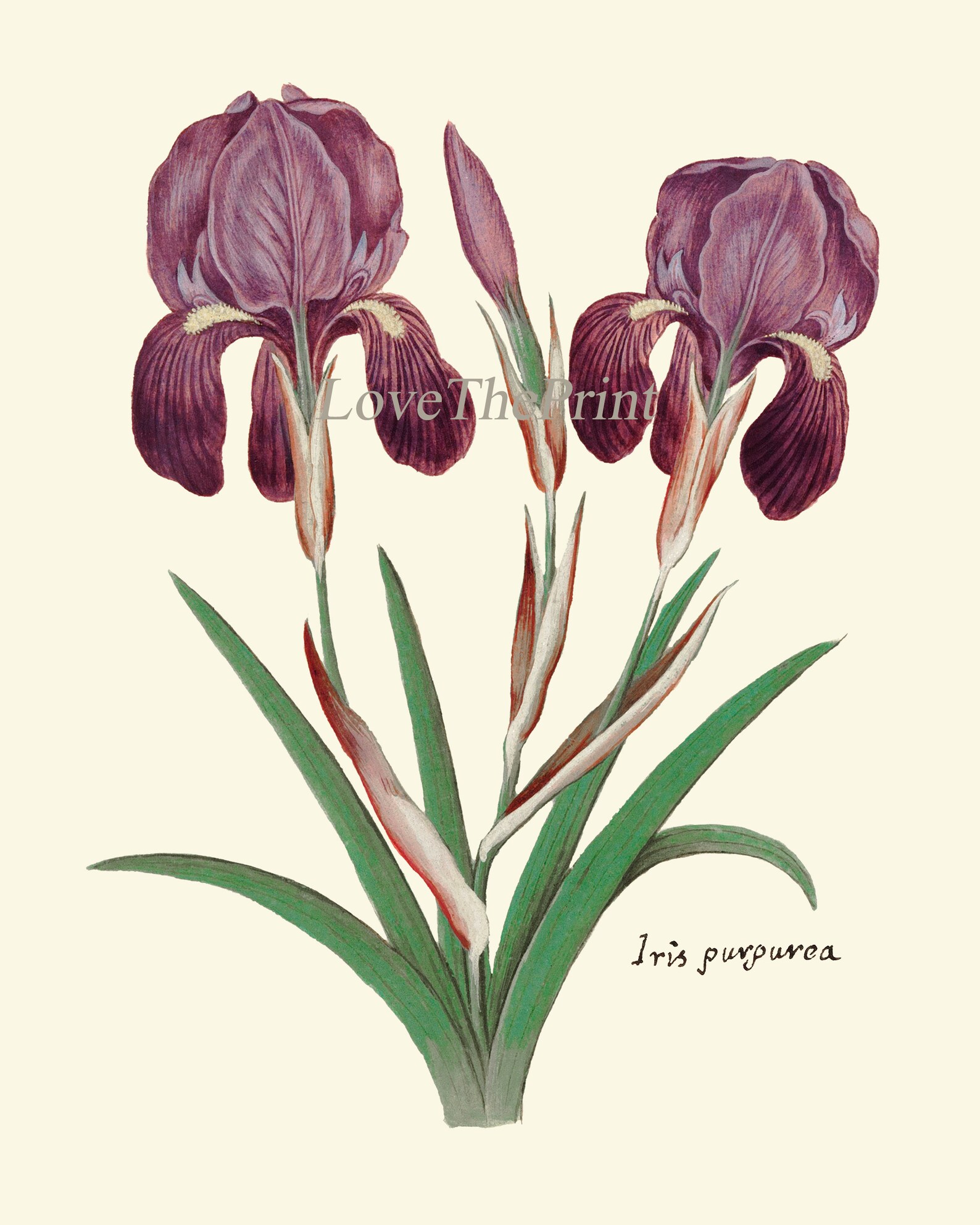 Iris Botanical Flower Wall Art Print AB50 Beautiful Antique | Etsy
