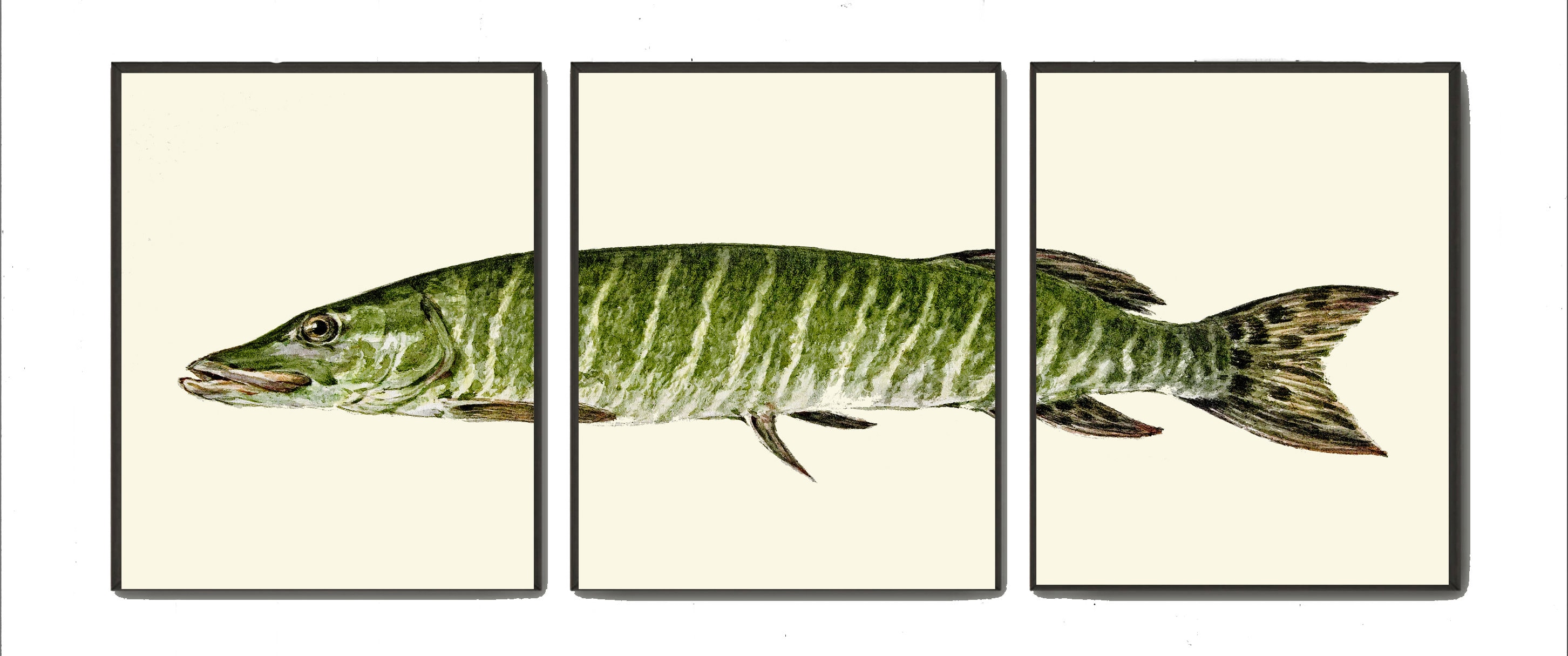 Pike Fish Wall Art Print Set of 3 Prints Beautiful Antique | Etsy