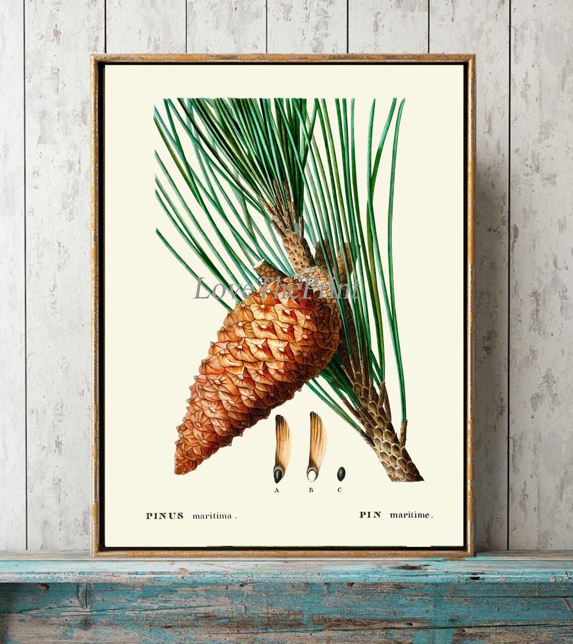 Pinecone Print Wall Art TDA25 Beautiful Antique Botanical Pine - Etsy