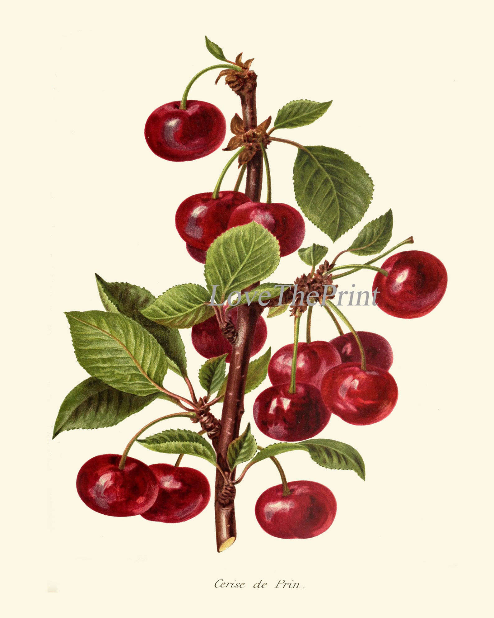 Cherries Botanical Print IH834 Beautiful Antique Vintage Red Cherry ...