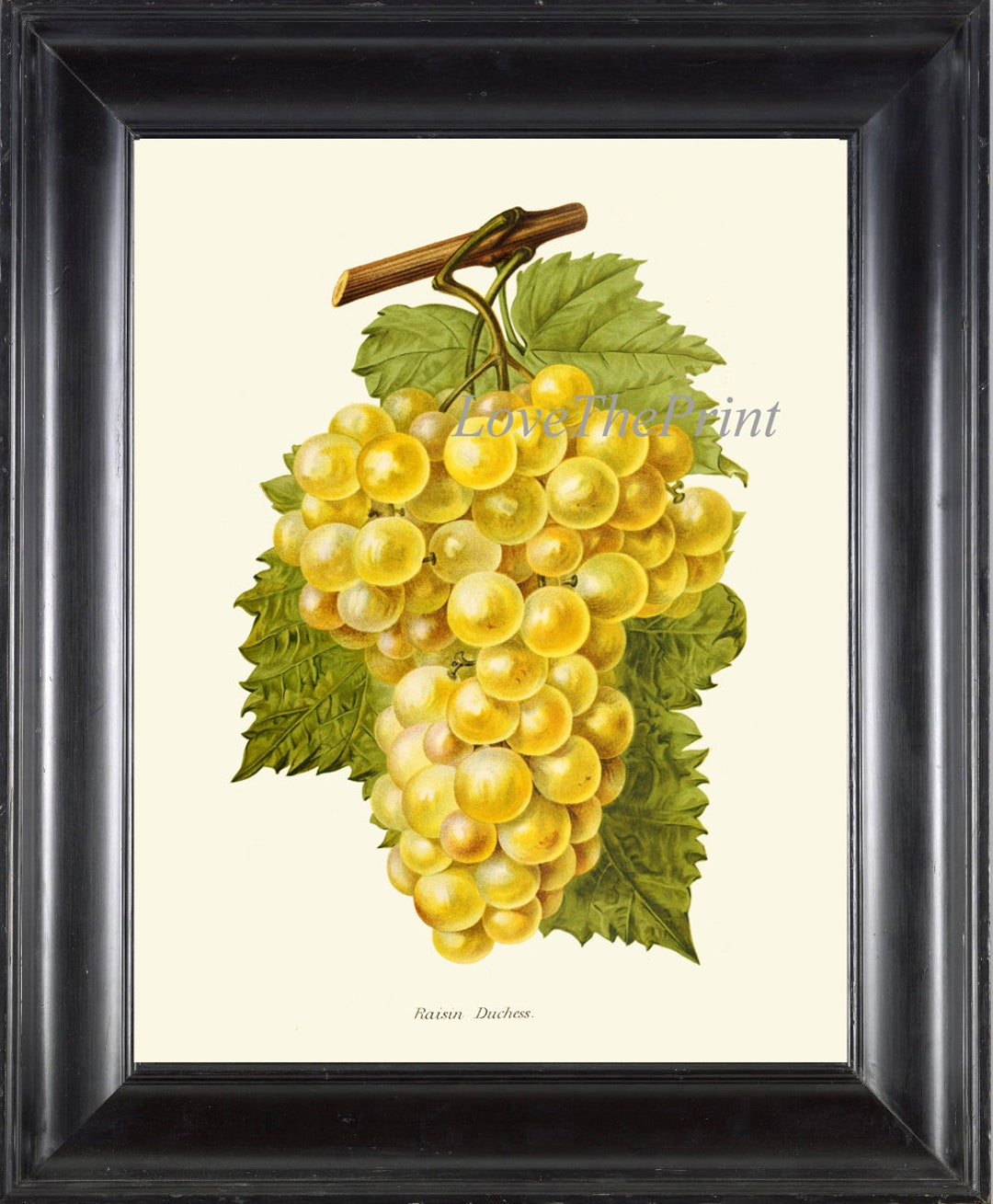 Grape Botanical Print IH836 Beautiful Antique Vintage Large Yellow ...